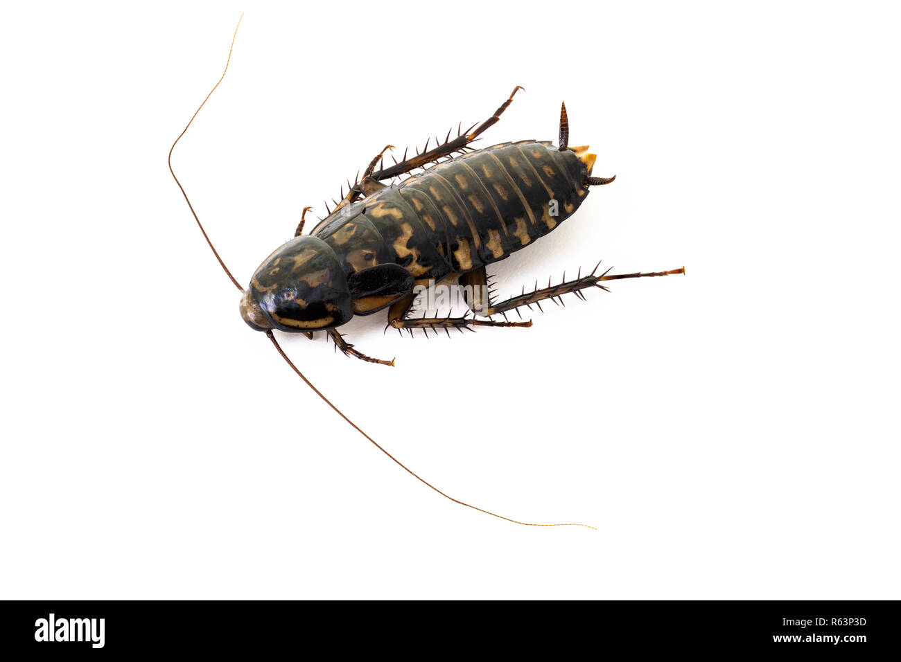 Striped cockroach hi-res stock photography and images - Alamy