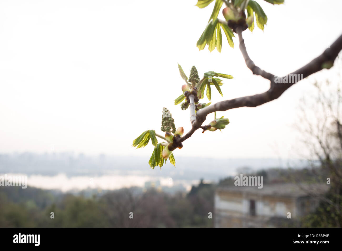 Symbol of Kiev horse chestnut branch in Ukraine Stock Photo - Alamy