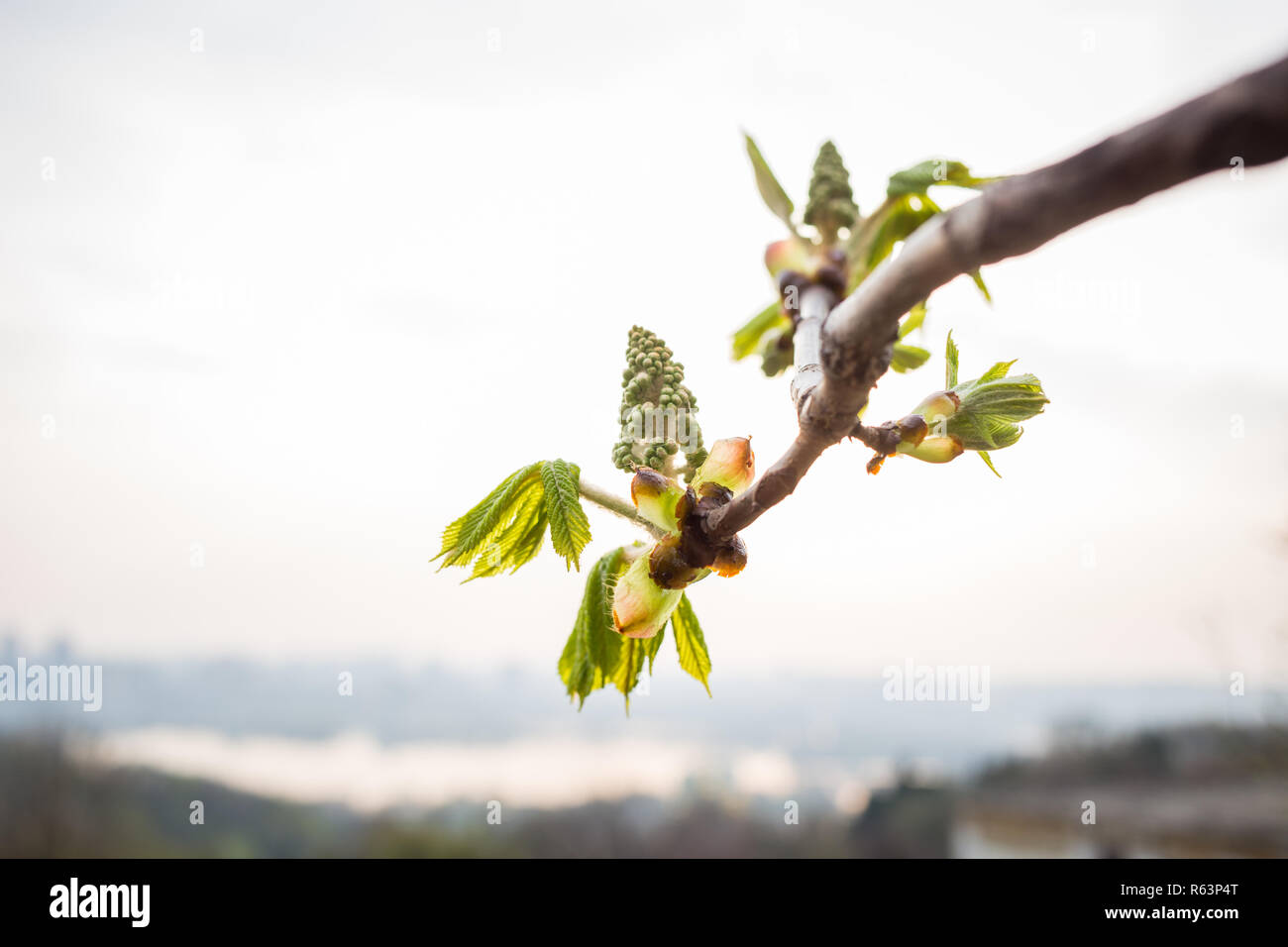 Symbol of Kiev horse chestnut branch in Ukraine Stock Photo - Alamy
