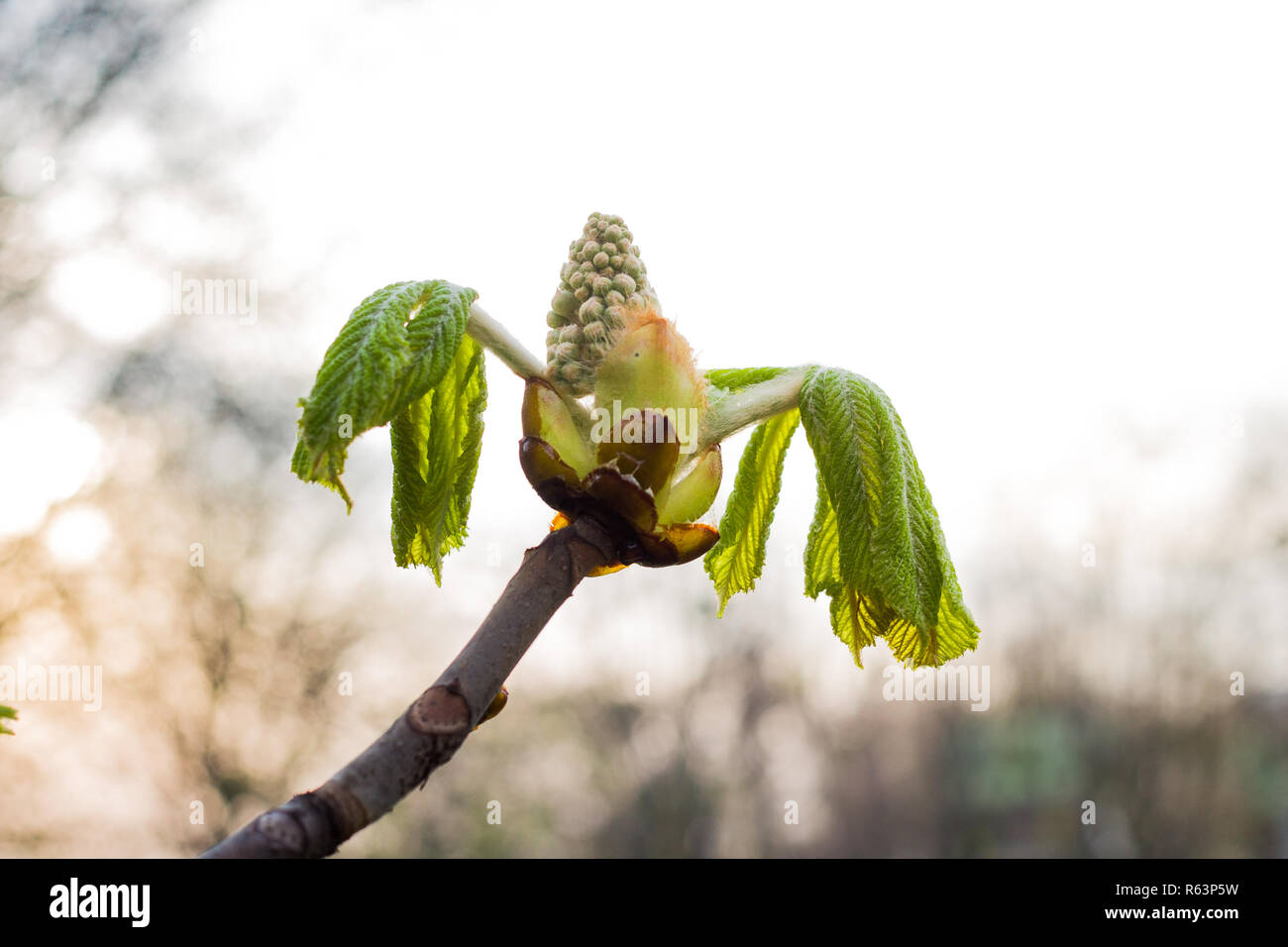 Symbol of Kiev horse chestnut branch in Ukraine Stock Photo - Alamy