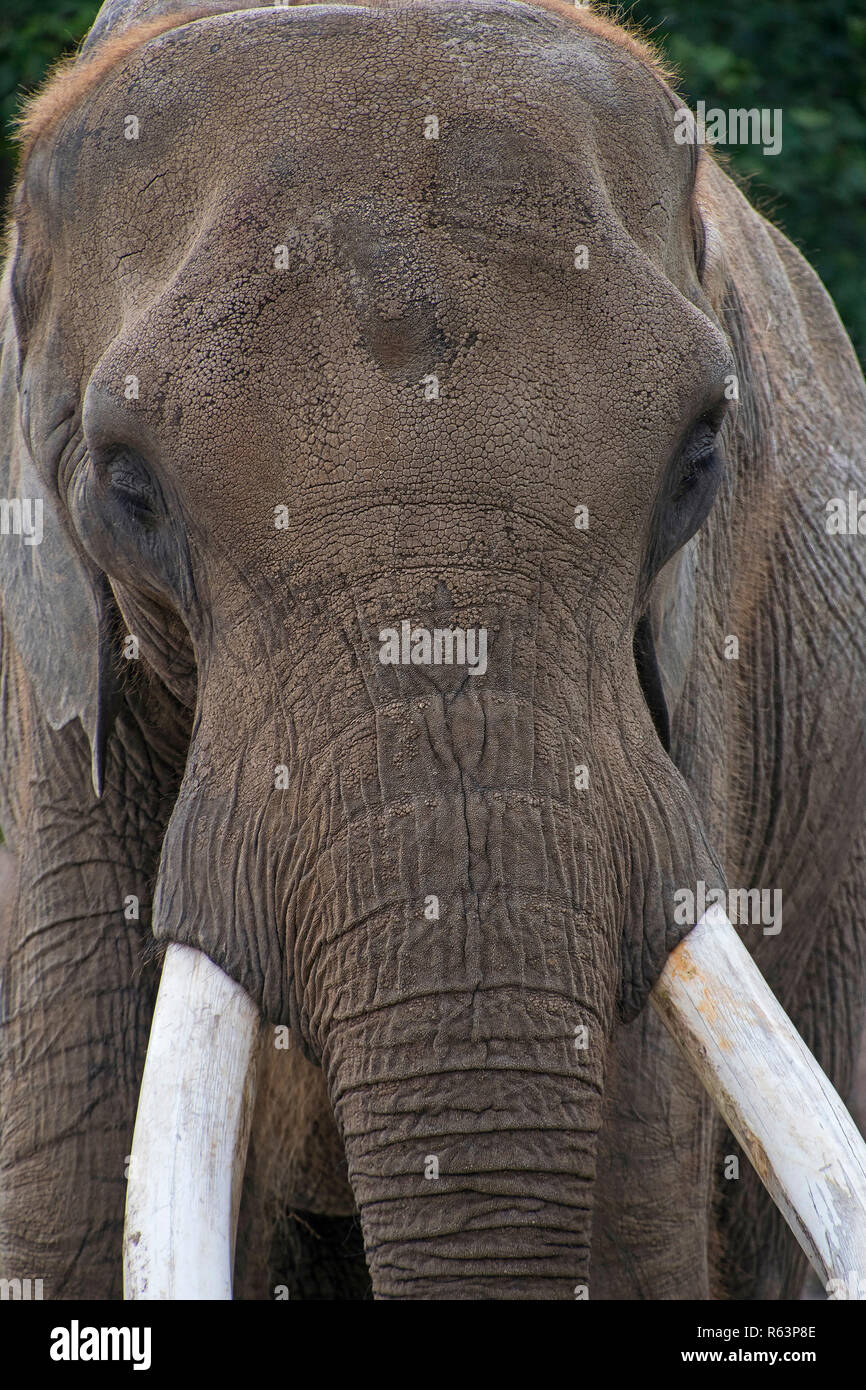 Close up portrait of African elephant male Stock Photo - Alamy