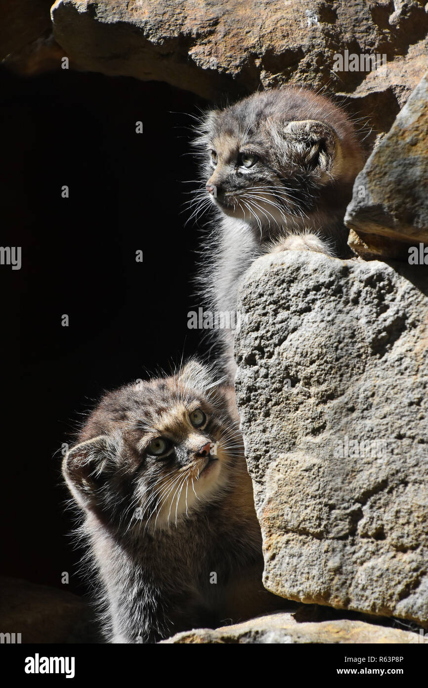 Close up portrait of two manul kittens Stock Photo - Alamy
