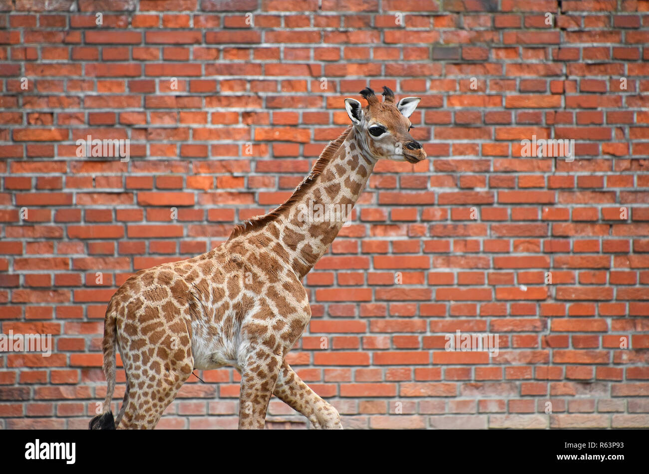 Profile portrait of giraffe calf over brick wall Stock Photo - Alamy
