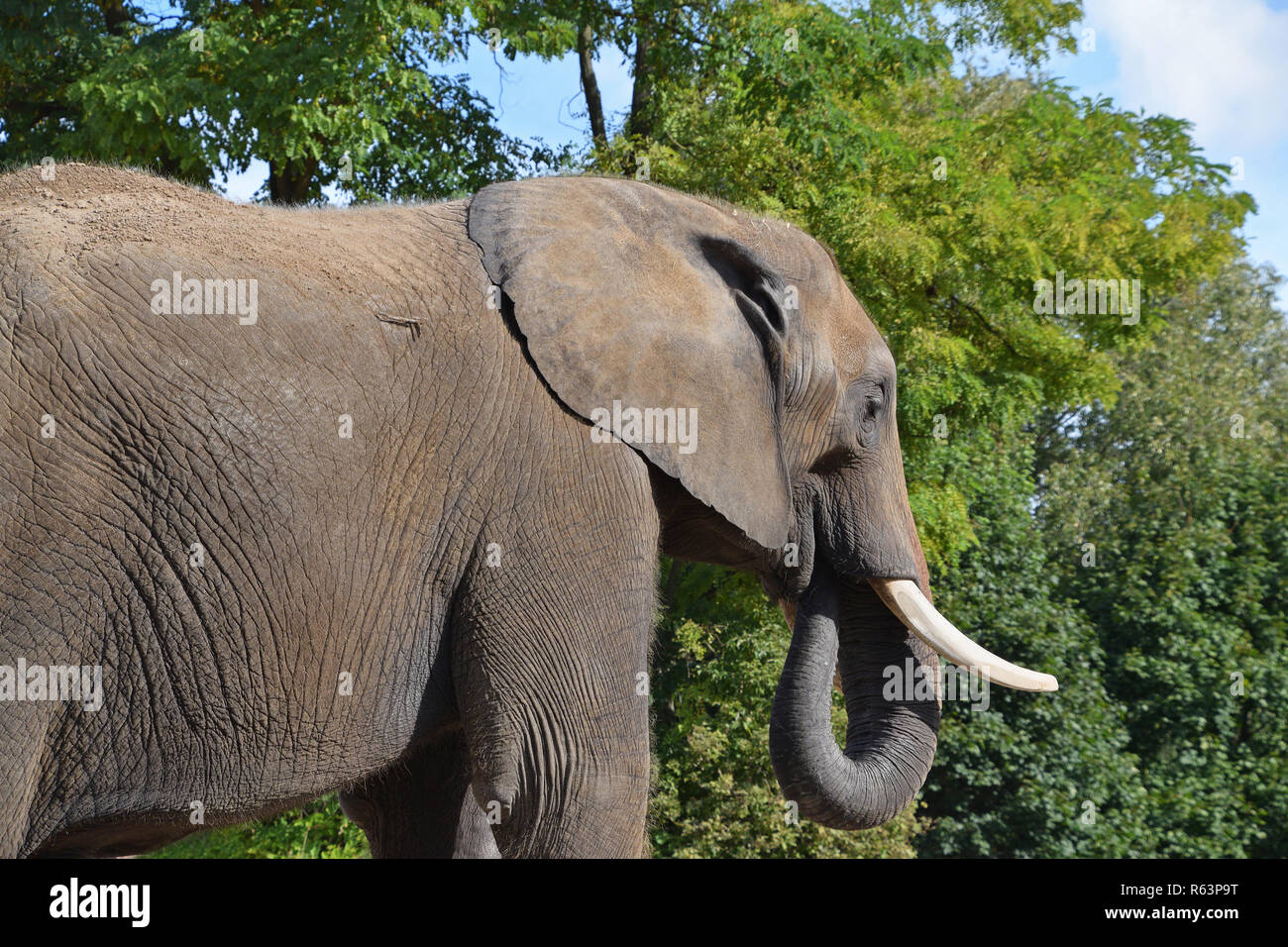 Elephant side angle view hi-res stock photography and images - Alamy