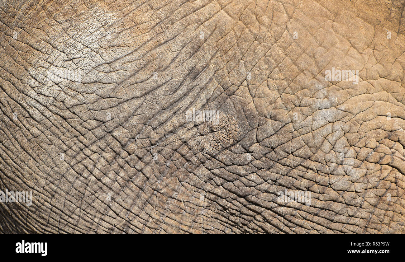 Close up texture of elephant skin side view Stock Photo - Alamy