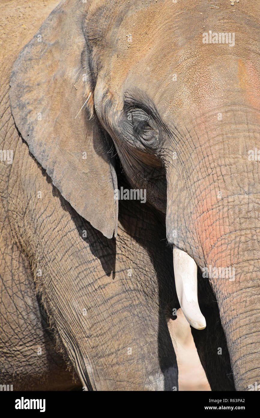 Extreme close up half profile portrait of elephant Stock Photo - Alamy