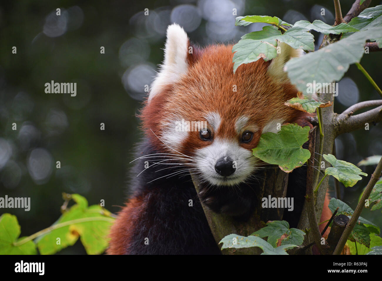 Panda on tree hi-res stock photography and images - Alamy