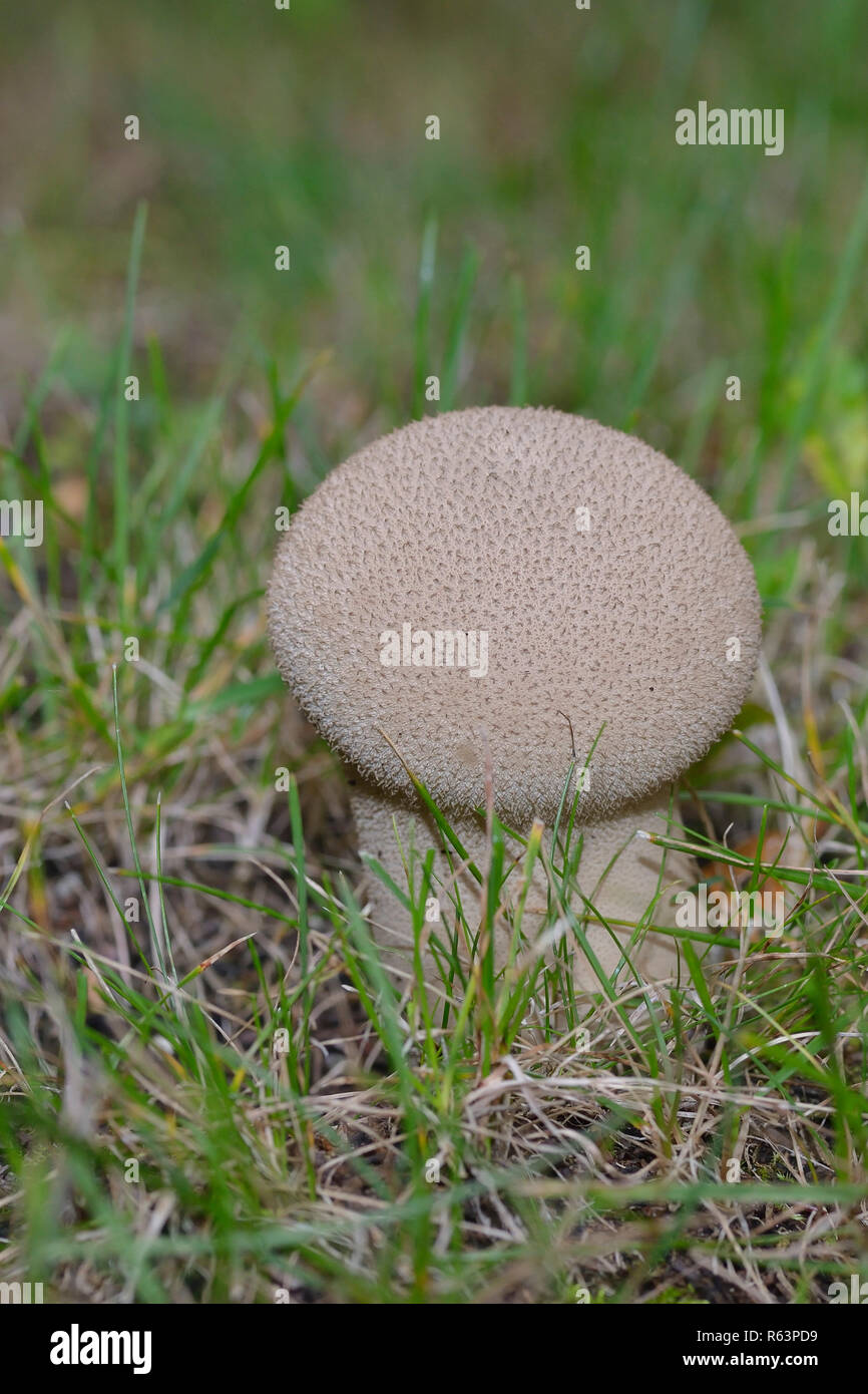 Bottle puffball hi-res stock photography and images - Alamy