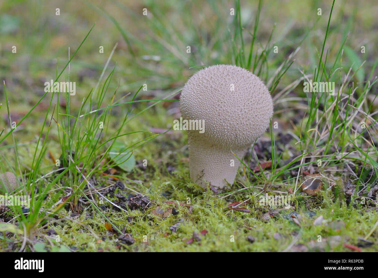 Bottle puffball hi-res stock photography and images - Alamy