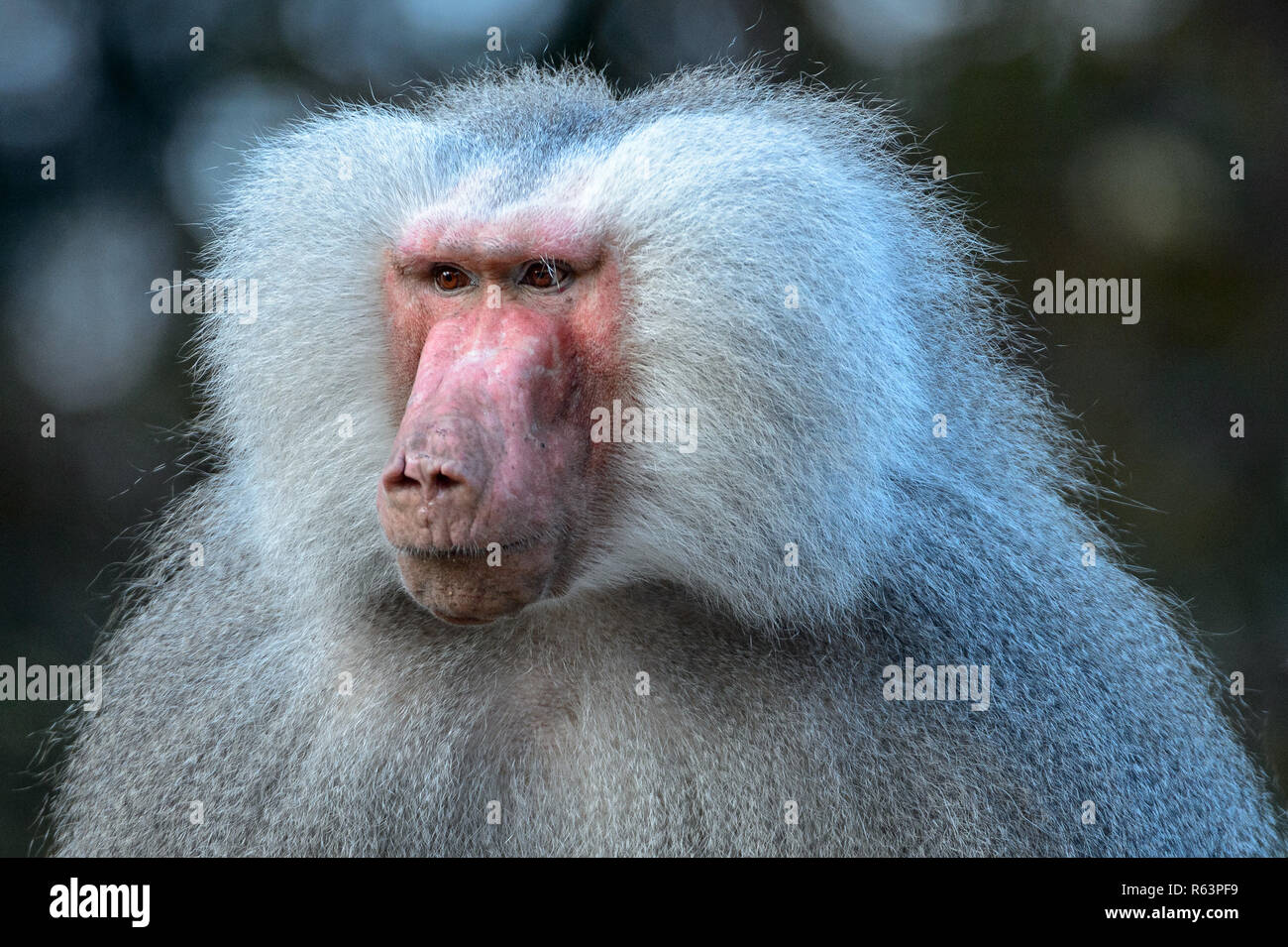 Monkey eyes apes baboon hi-res stock photography and images - Alamy