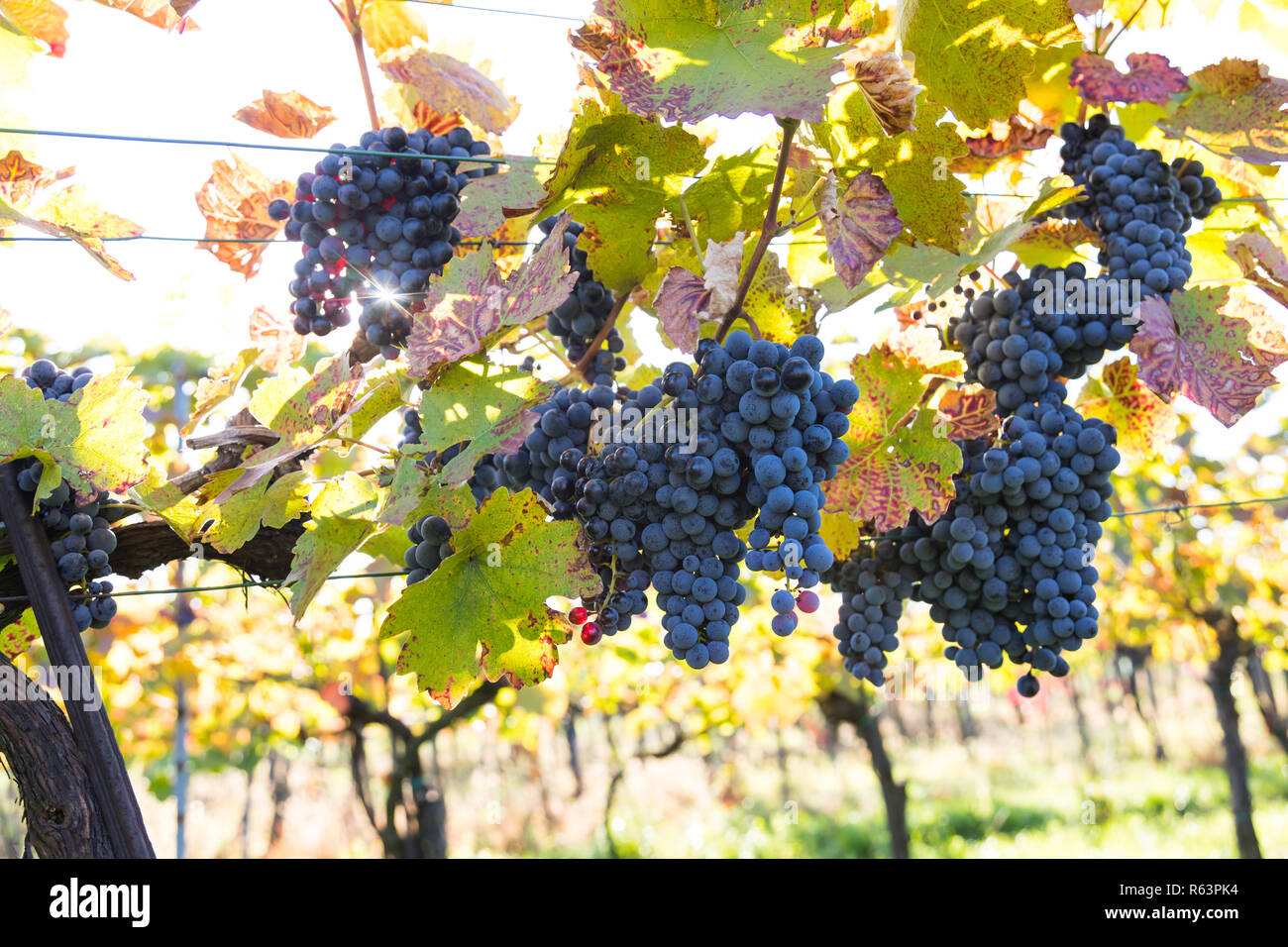 Barbera Grapes Stock Photos & Barbera Grapes Stock Images - Alamy