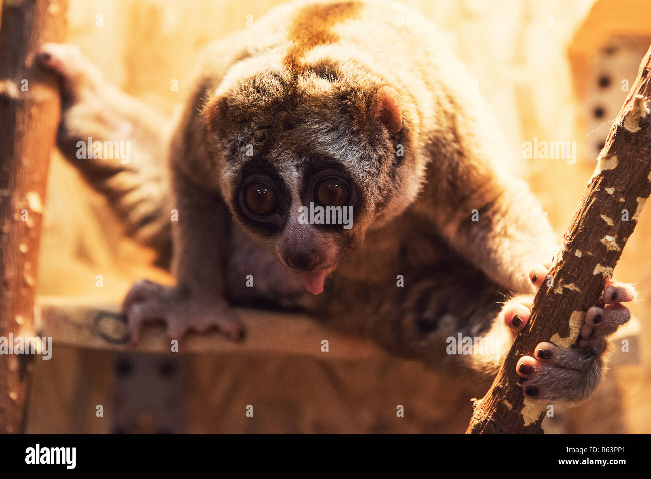 The beautiful slow loris Stock Photo - Alamy
