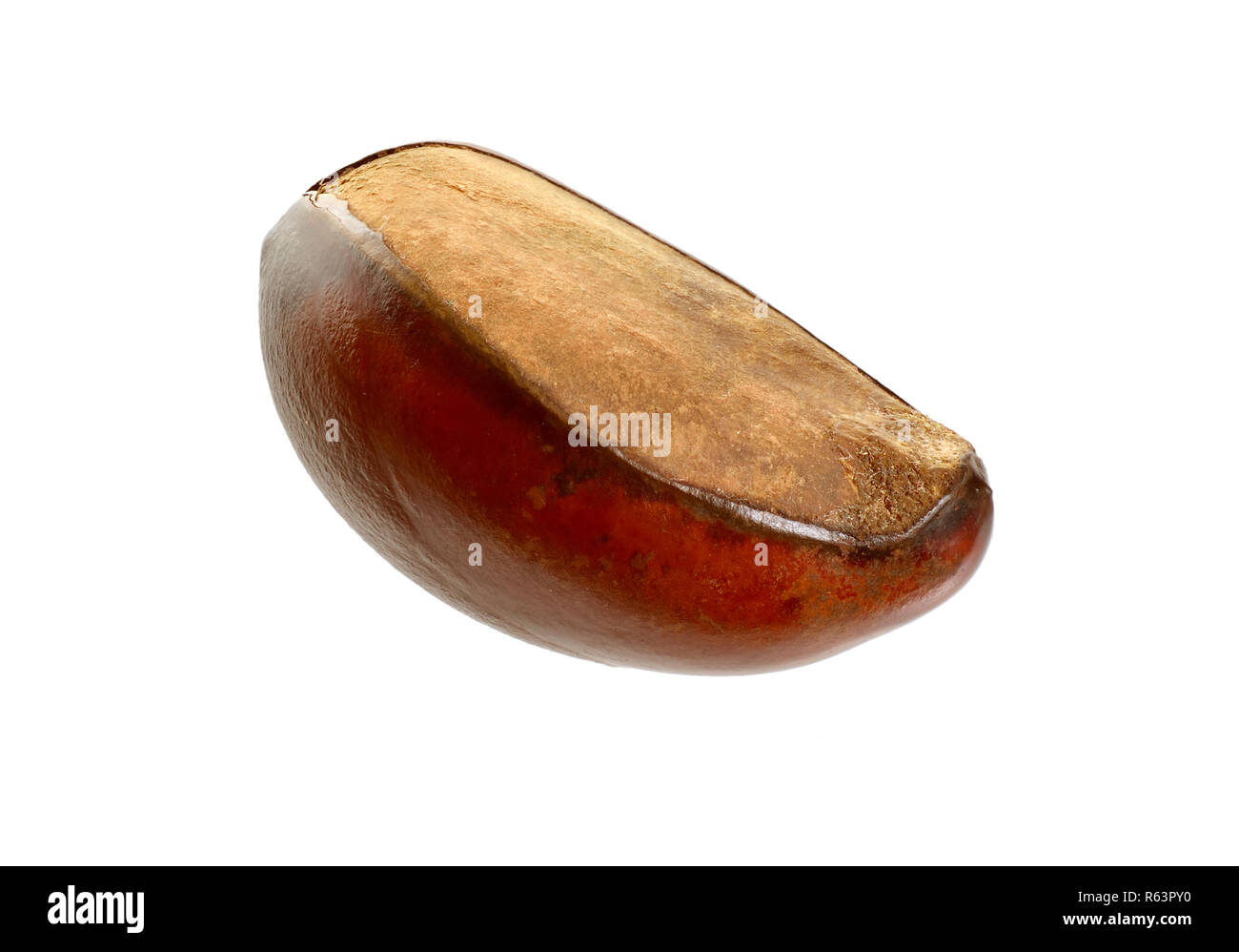 One nuts Vitellaria paradoxa , commonly known as shea tree or shi tree ...