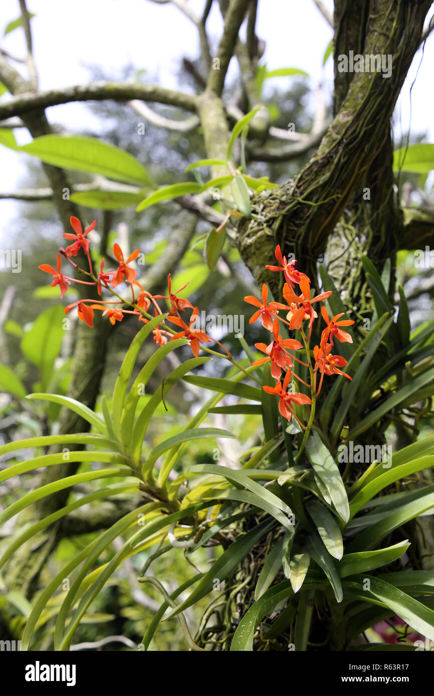 plumeria hybrid mary moragne Stock Photo - Alamy