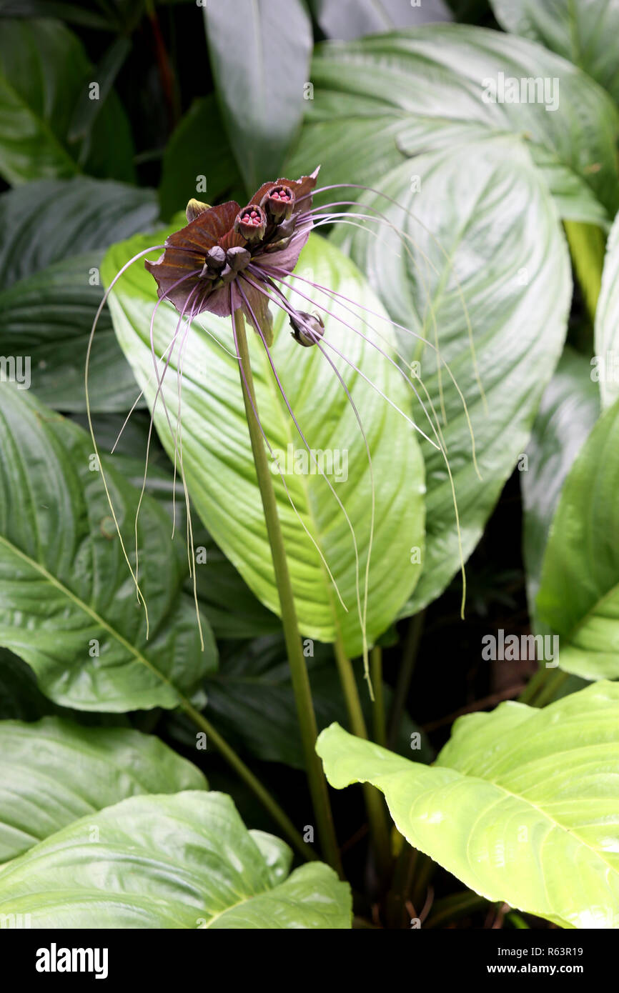 bat flower (tacca chantrieri Stock Photo - Alamy