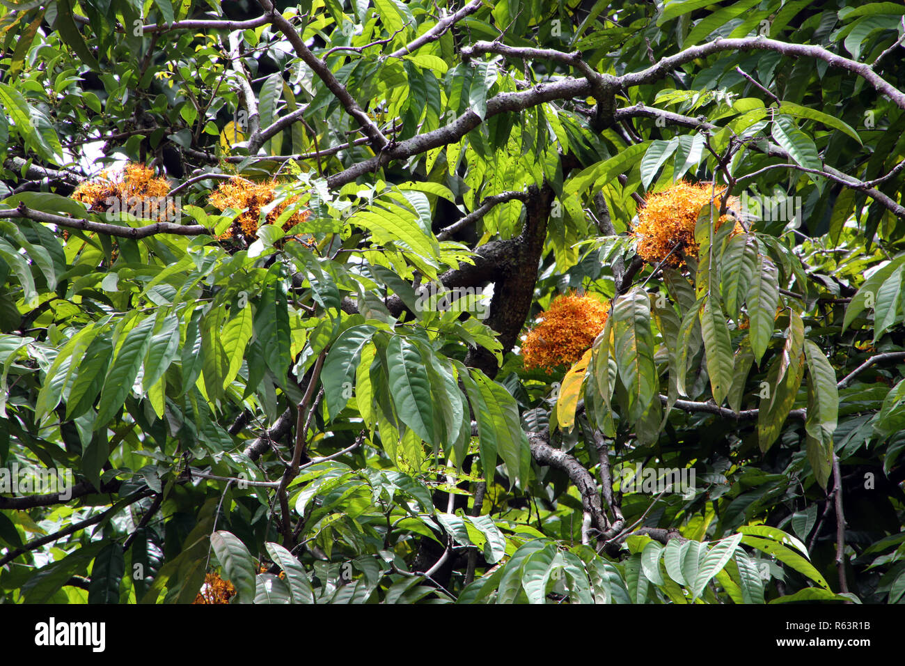 Saraca hi-res stock photography and images - Alamy