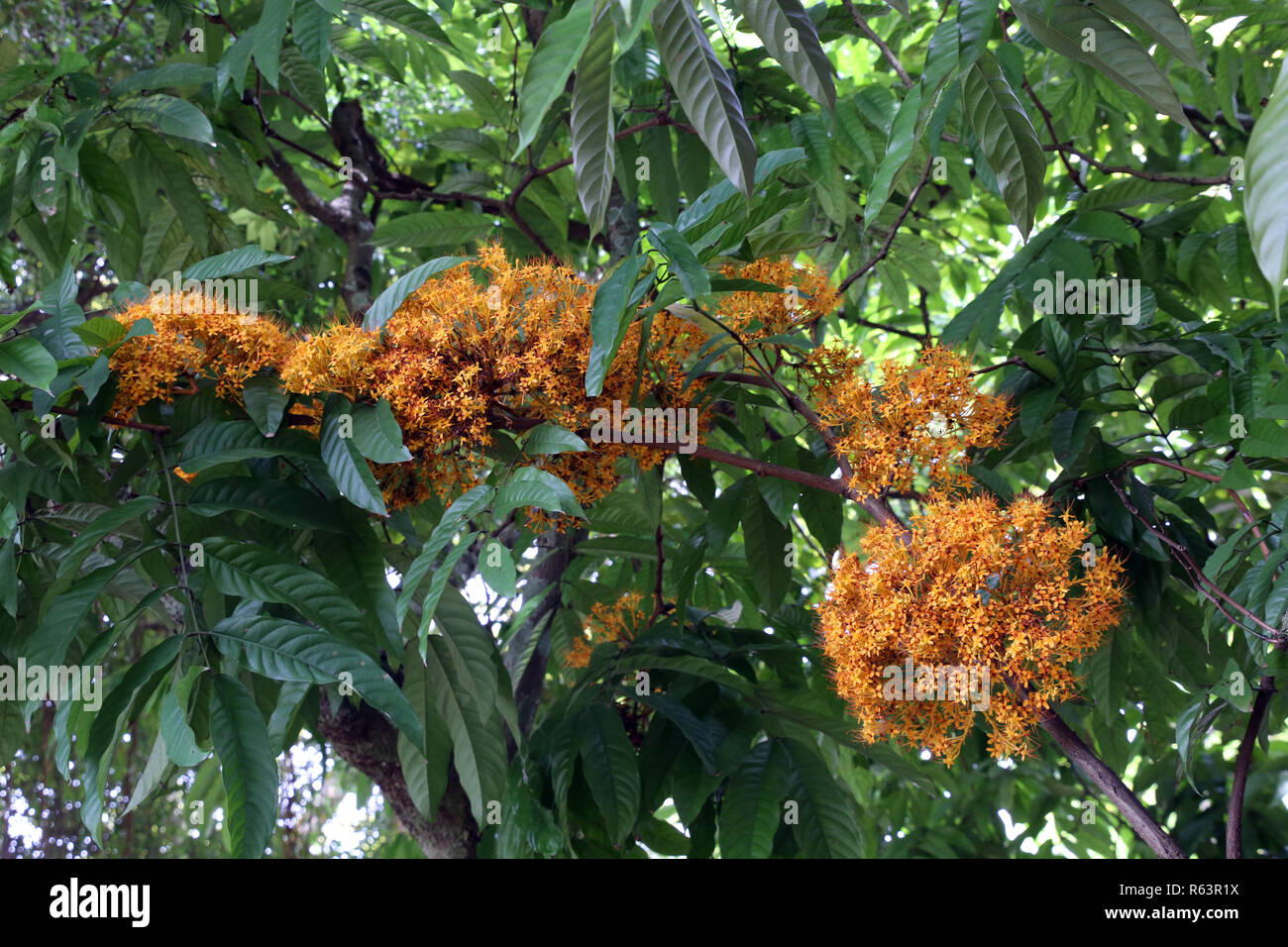 yellow saraca tree (saraca thaipingensis Stock Photo - Alamy