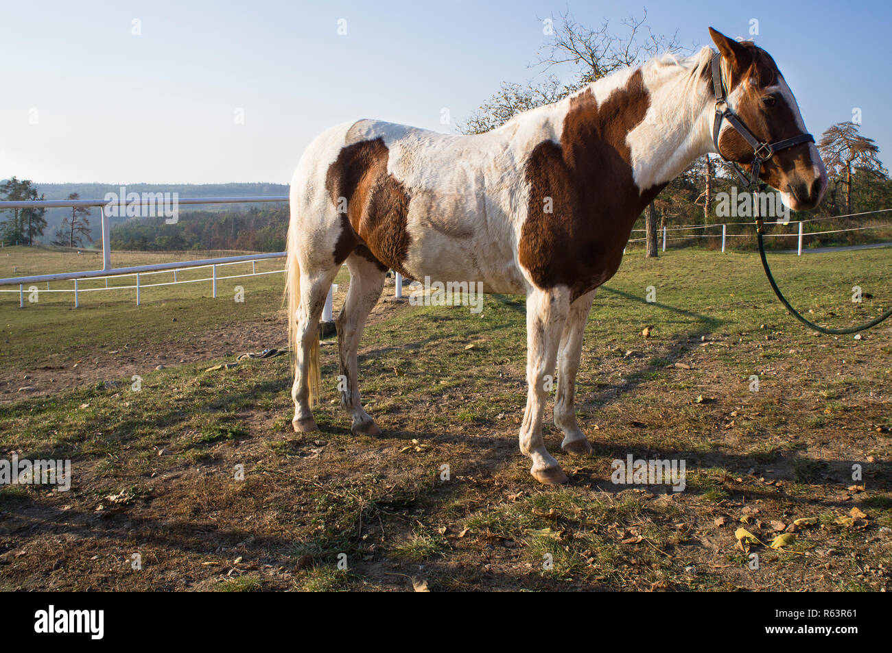 The Appaloosa, a horse breed best known for its colorful leopard ...