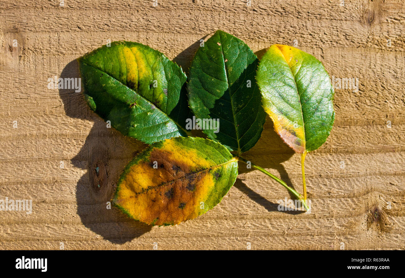 Fungus Leaf Spot On Leaves High Resolution Stock Photography and Images ...