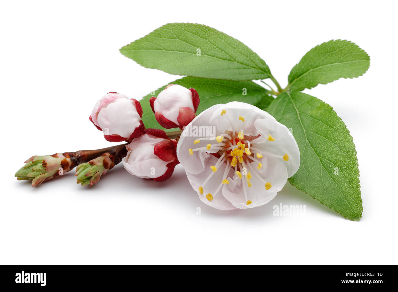 Blooming almond flowers and buds with green leaves isolated on white ...