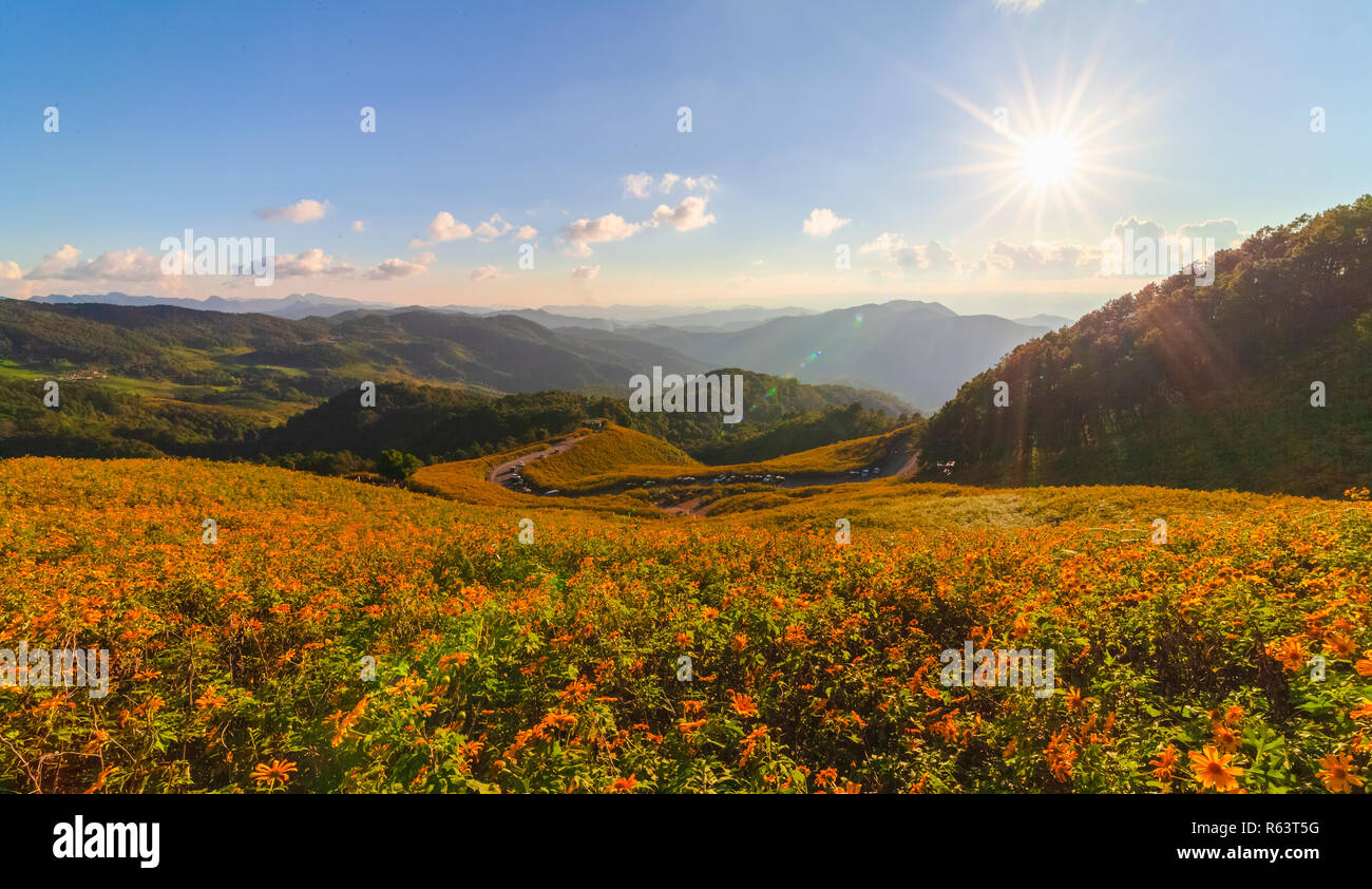 Thung Bua Tong Forest Park, Khum Yuam, Mae Hong Son Province, Thailand ...