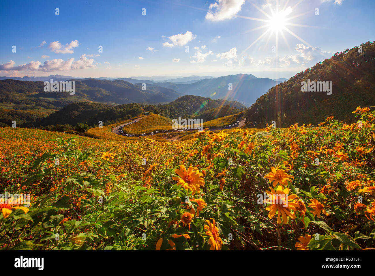 Thung Bua Tong Forest Park, Khum Yuam, Mae Hong Son Province, Thailand ...