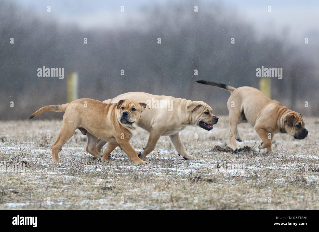 Three brown three months old Ca de Bou (Mallorquin Mastiff) male puppy ...