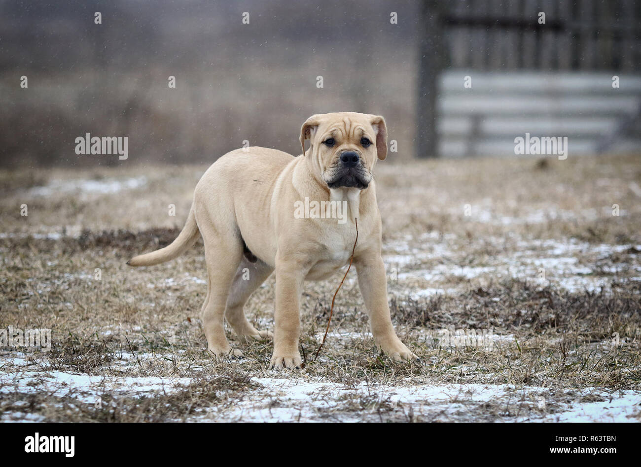 Majorca mastiff hi-res stock photography and images - Alamy