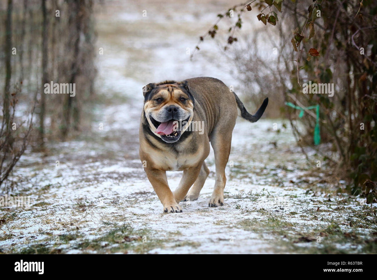 Ca de Bou (Mallorquin Mastiff) male dog stands outdoors Stock Photo - Alamy