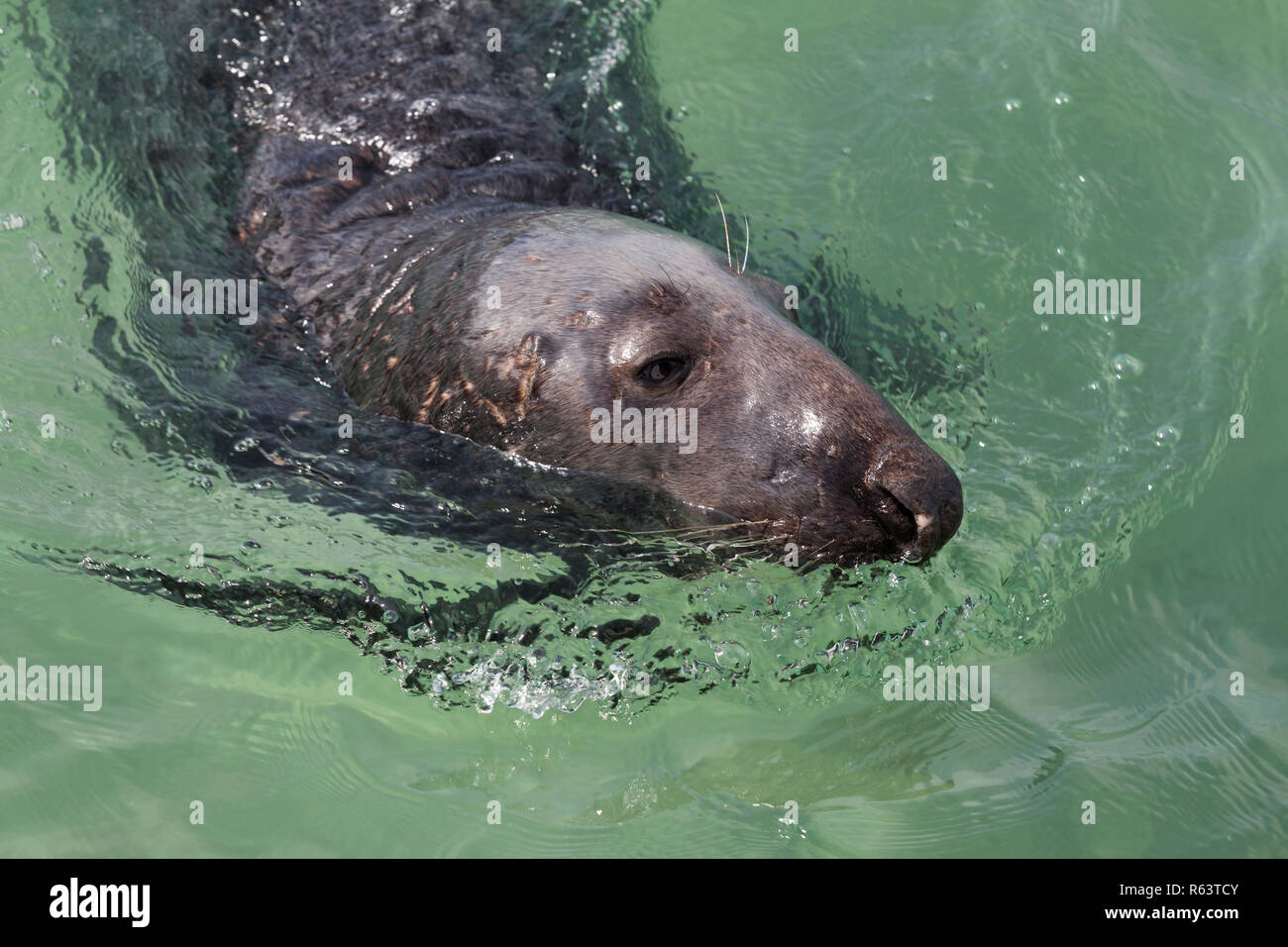 Newquay seal cornwall hi-res stock photography and images - Alamy