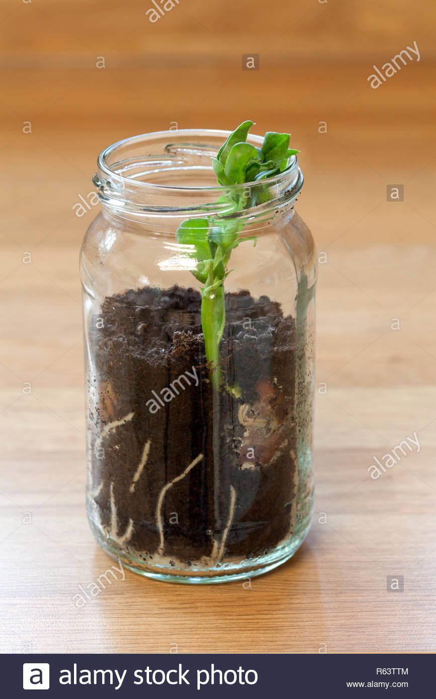 Bean Plant Roots High Resolution Stock Photography and Images - Alamy