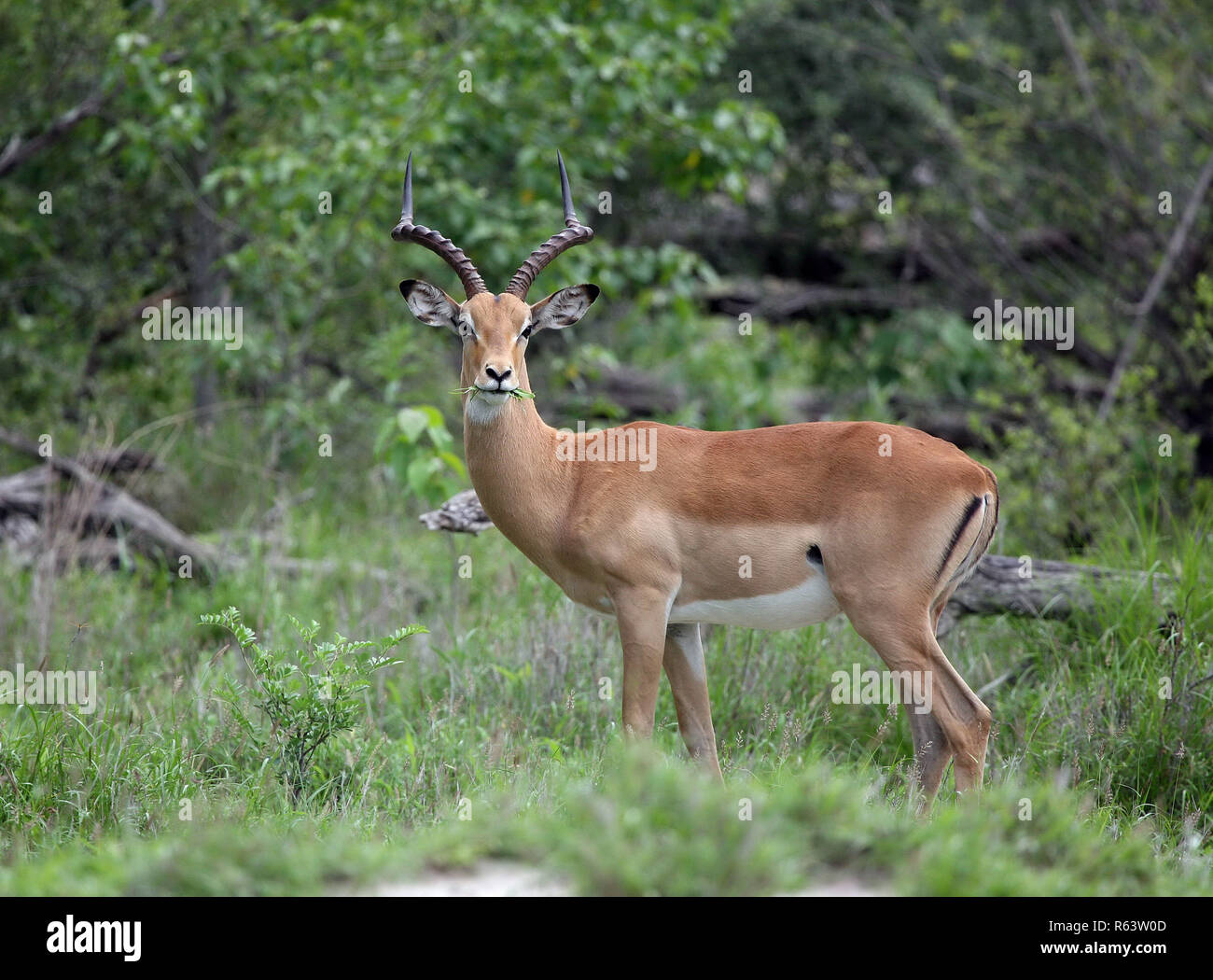 Wild Impala Antelope in African Botswana savannah Stock Photo - Alamy