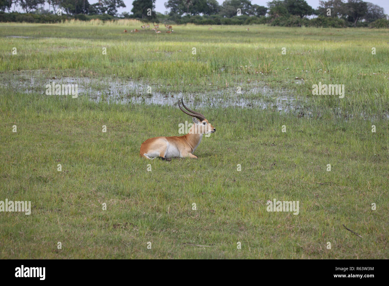 Wild Impala Antelope in African Botswana savannah Stock Photo - Alamy