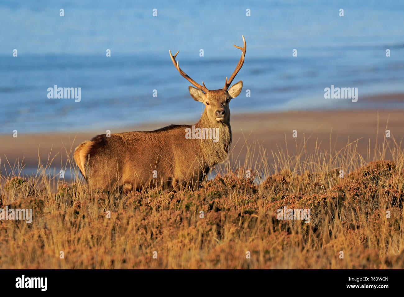Red Deer Stag in the Torridon Mountains Scotland Stock Photo - Alamy