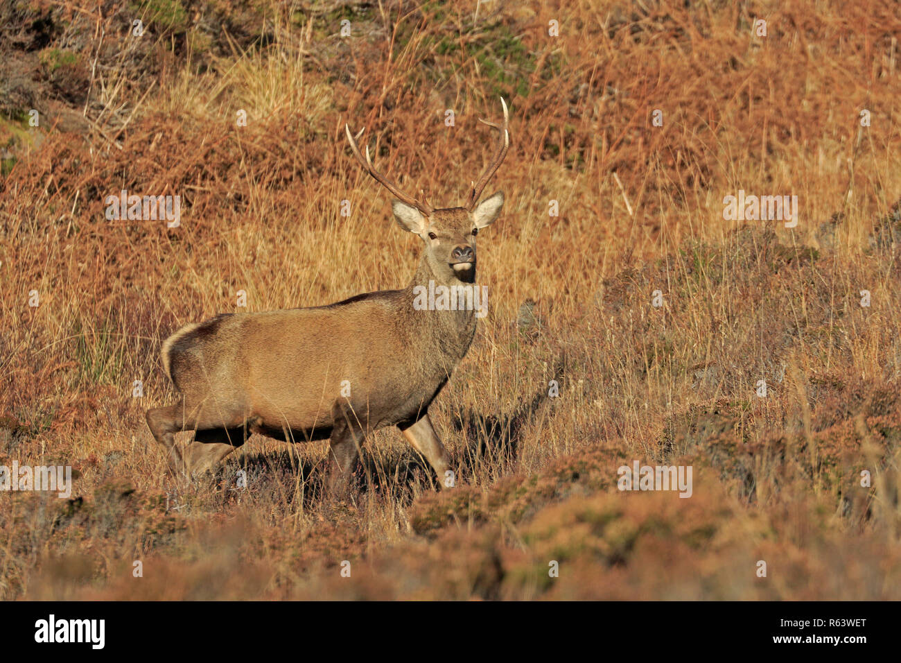 Red Deer Stag in the Torridon Mountains Scotland Stock Photo - Alamy