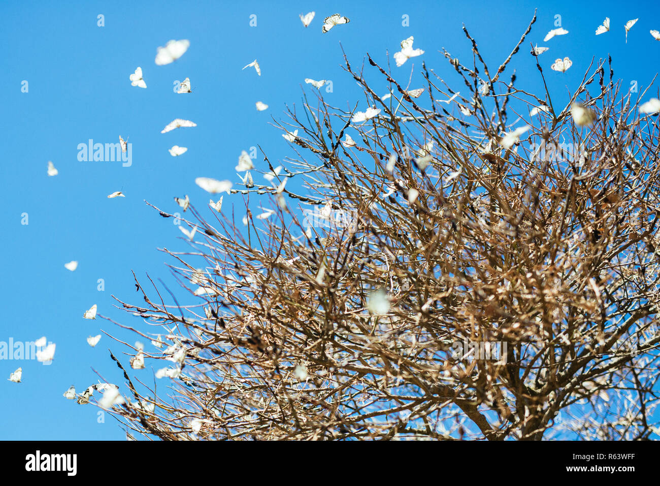 Caper tree hi-res stock photography and images - Alamy