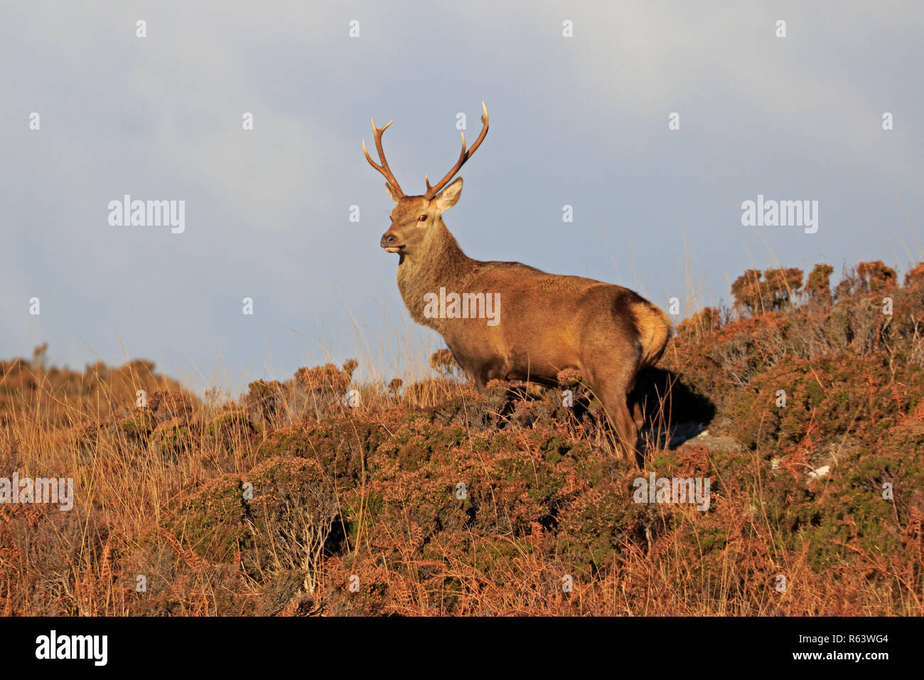 Red Deer Stag in the Torridon Mountains Scotland Stock Photo - Alamy