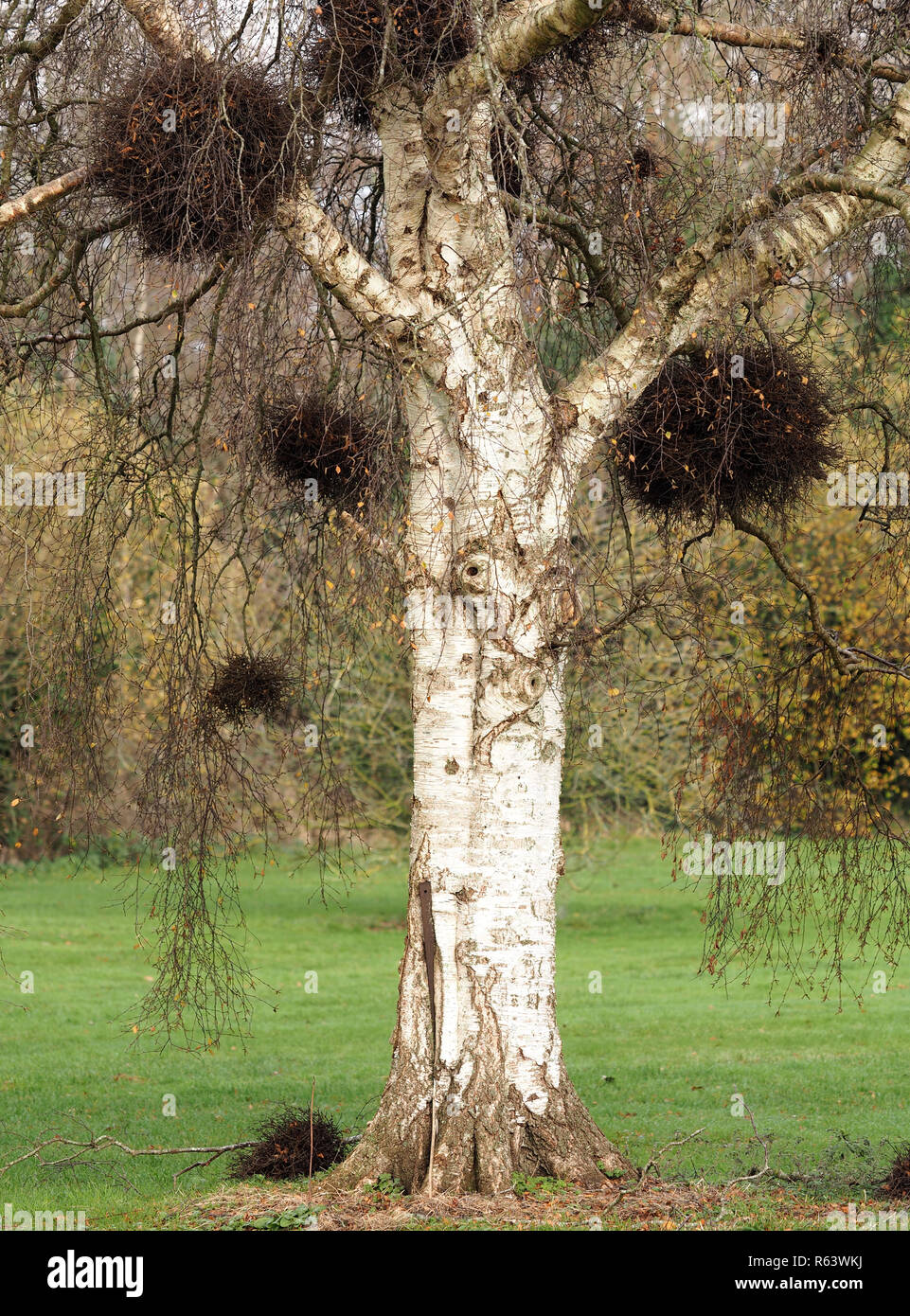 Birch tree infected with the fungus Witch's Broom (Taphrina betulina ...