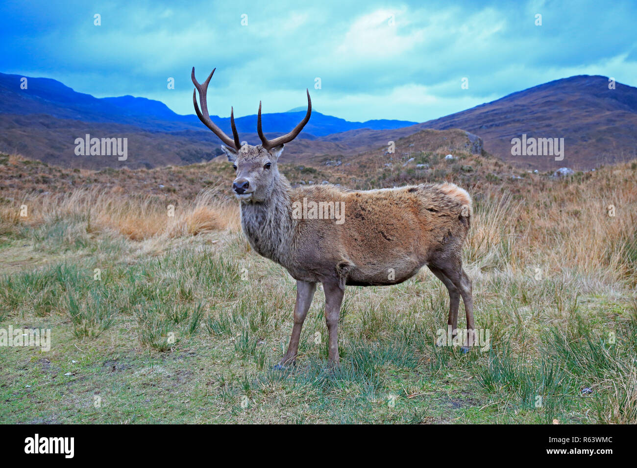 Red Deer Stag in the Torridon Mountains Scotland Stock Photo - Alamy