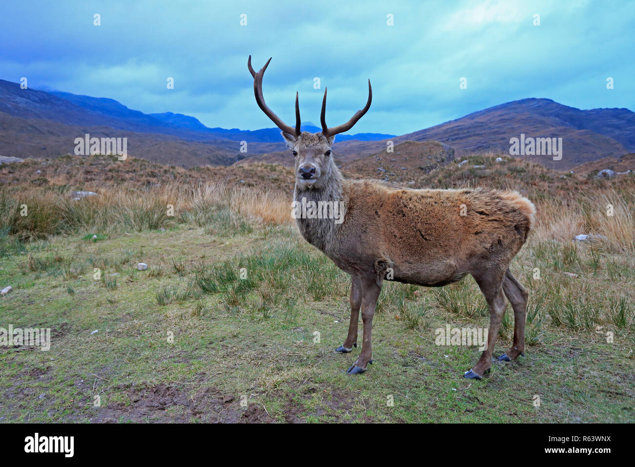 Red Deer Stag in the Torridon Mountains Scotland Stock Photo - Alamy