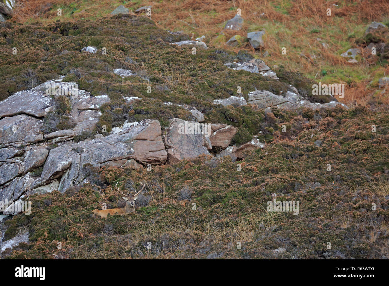 Red Deer Stag in the Torridon Mountains Scotland Stock Photo - Alamy