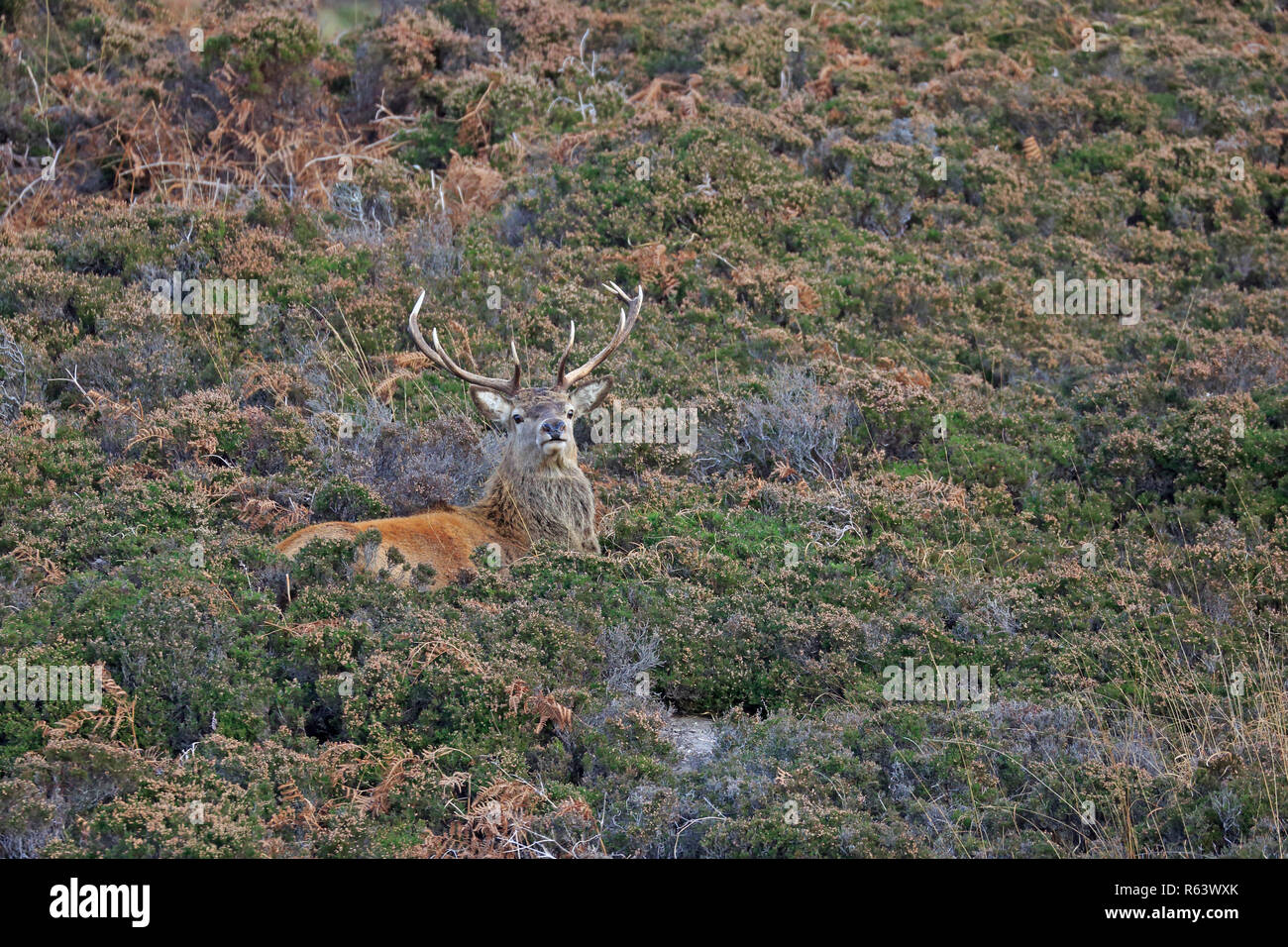 Red Deer Stag in the Torridon Mountains Scotland Stock Photo - Alamy