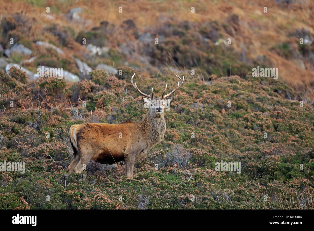 Red Deer Stag in the Torridon Mountains Scotland Stock Photo - Alamy