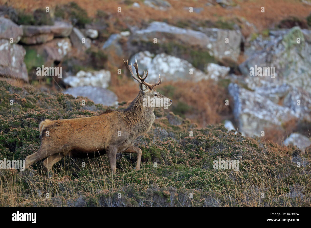 Red Deer Stag in the Torridon Mountains Scotland Stock Photo - Alamy