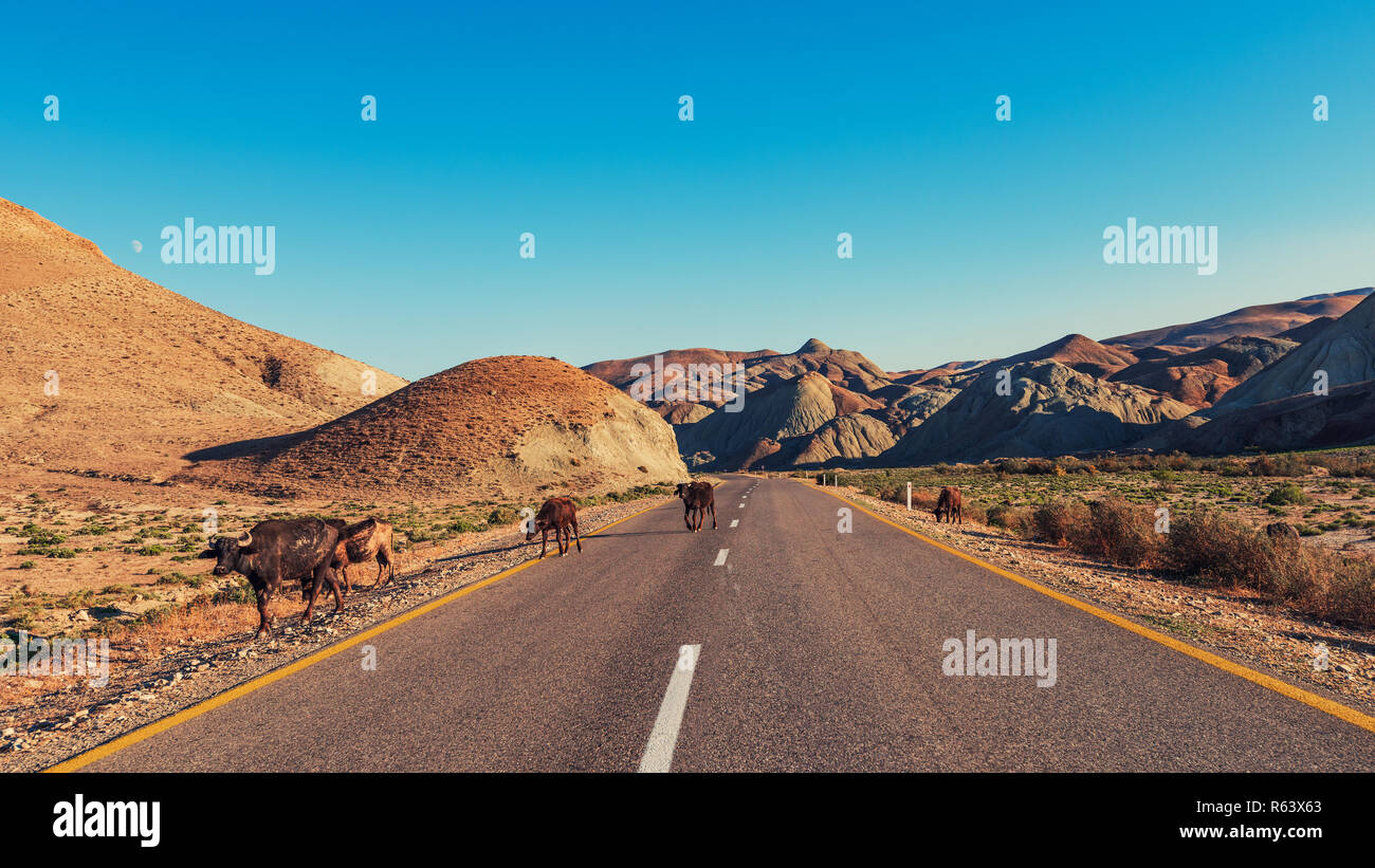 Animals on the road Stock Photo - Alamy