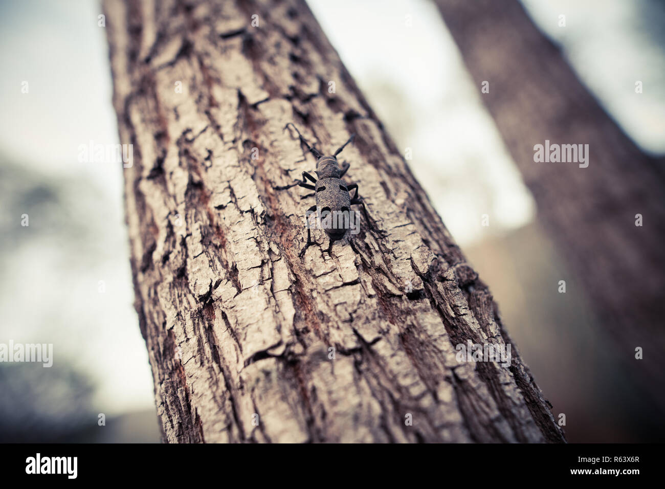 Weaver beetle on a tree Stock Photo - Alamy