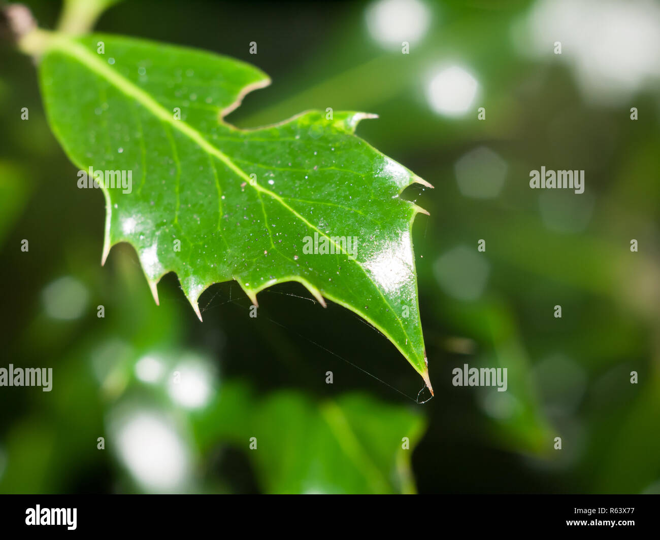 ever green spiky leaf close up lush foliage tree Stock Photo - Alamy