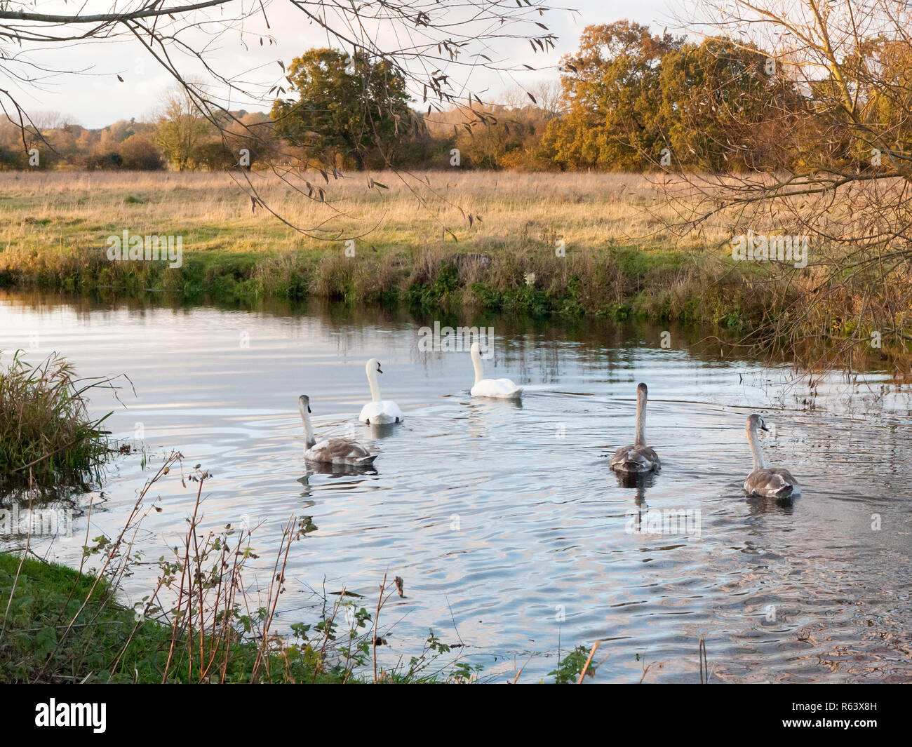 Family swans lives in hi-res stock photography and images - Alamy