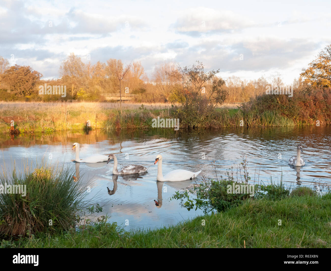 beautiful group of swans and cyngets swimming down river Dedham nature ...