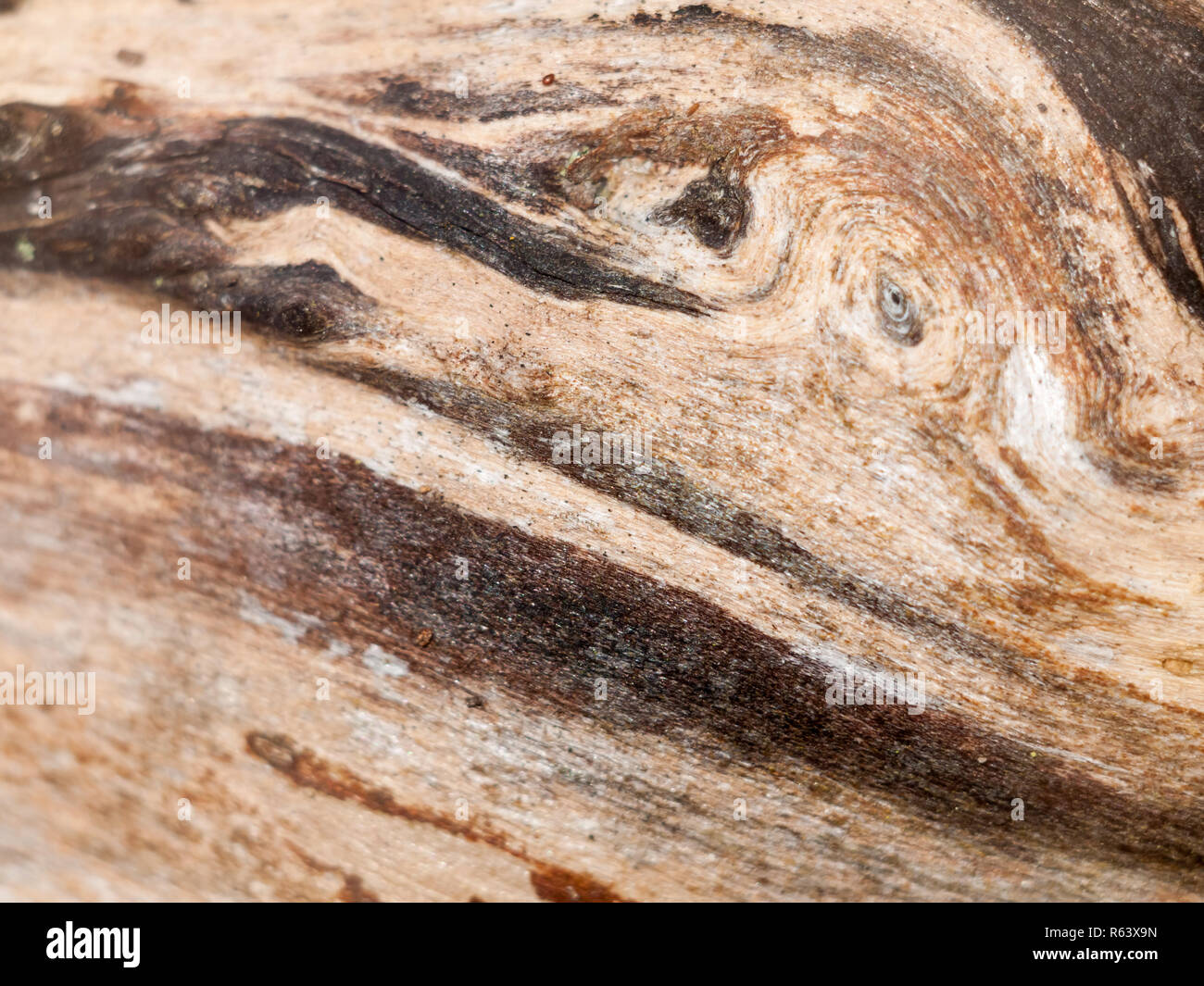 interesting stripped dried wood texture close up background Stock Photo ...
